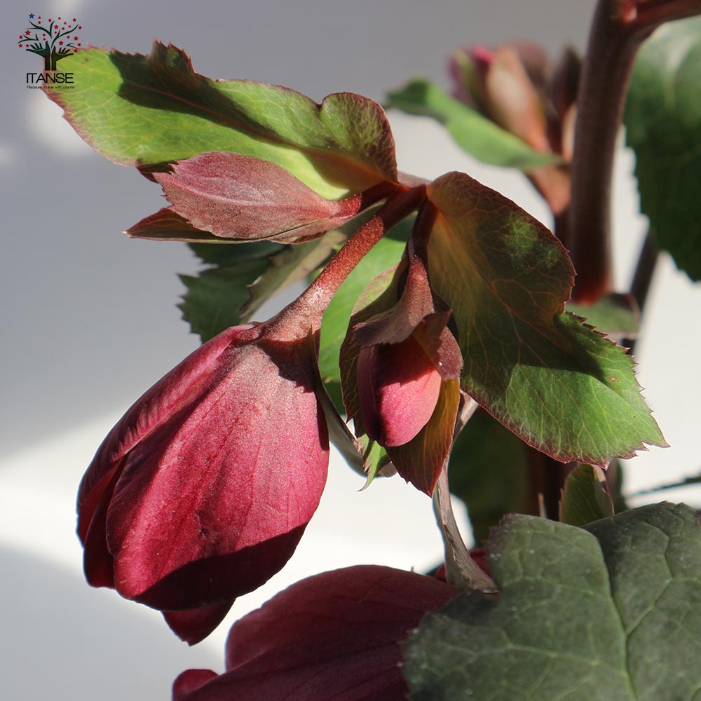 クリスマスローズ HGC IceN'roses 氷の薔薇：ローズ【花苗 6号ポット／1個売り】｜ 【植物のITANSE】全品送料無料・即出荷!