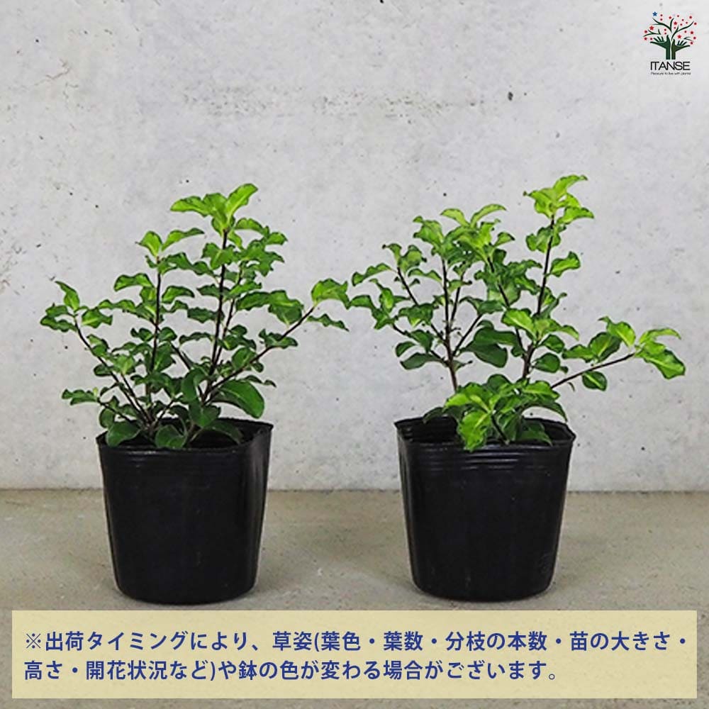 ピットスポルム ゴールドスター 【花苗 3号ポット】｜ 【植物のITANSE】全品送料無料・即出荷!