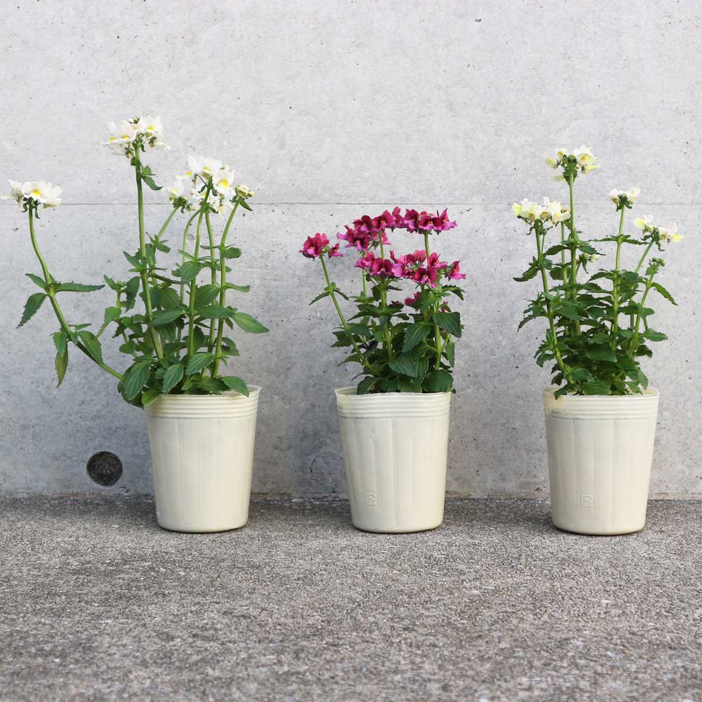 宿根ネメシア フェ ド フルラージュ 色MIX【花苗 3号ロングポット】｜ 【植物のITANSE】全品送料無料・即出荷!