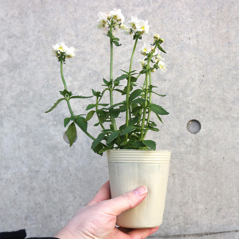 宿根ネメシア フェ ド フルラージュ 色MIX2個～【花苗 3号ロングポット】｜ 【植物のITANSE】全品送料無料・即出荷!