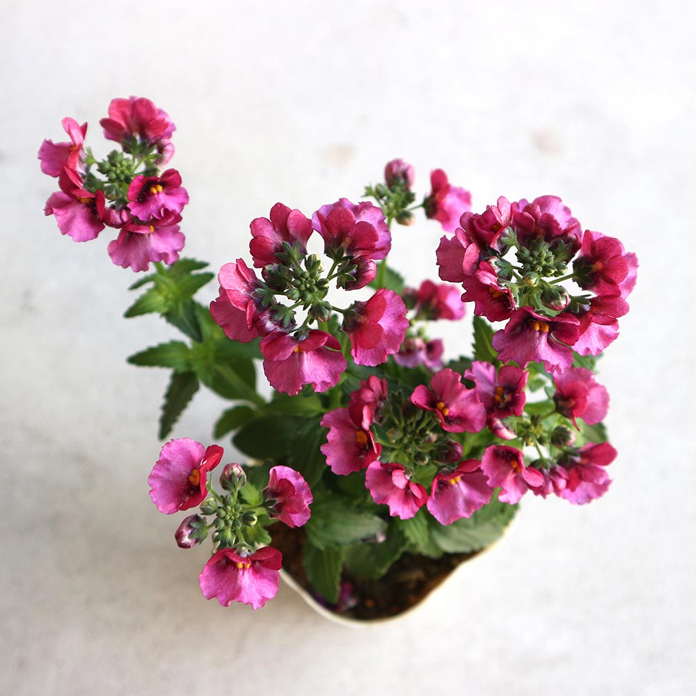 宿根ネメシア フェ ド フルラージュ 色MIX2個～【花苗 3号ロングポット】｜ 【植物のITANSE】全品送料無料・即出荷!