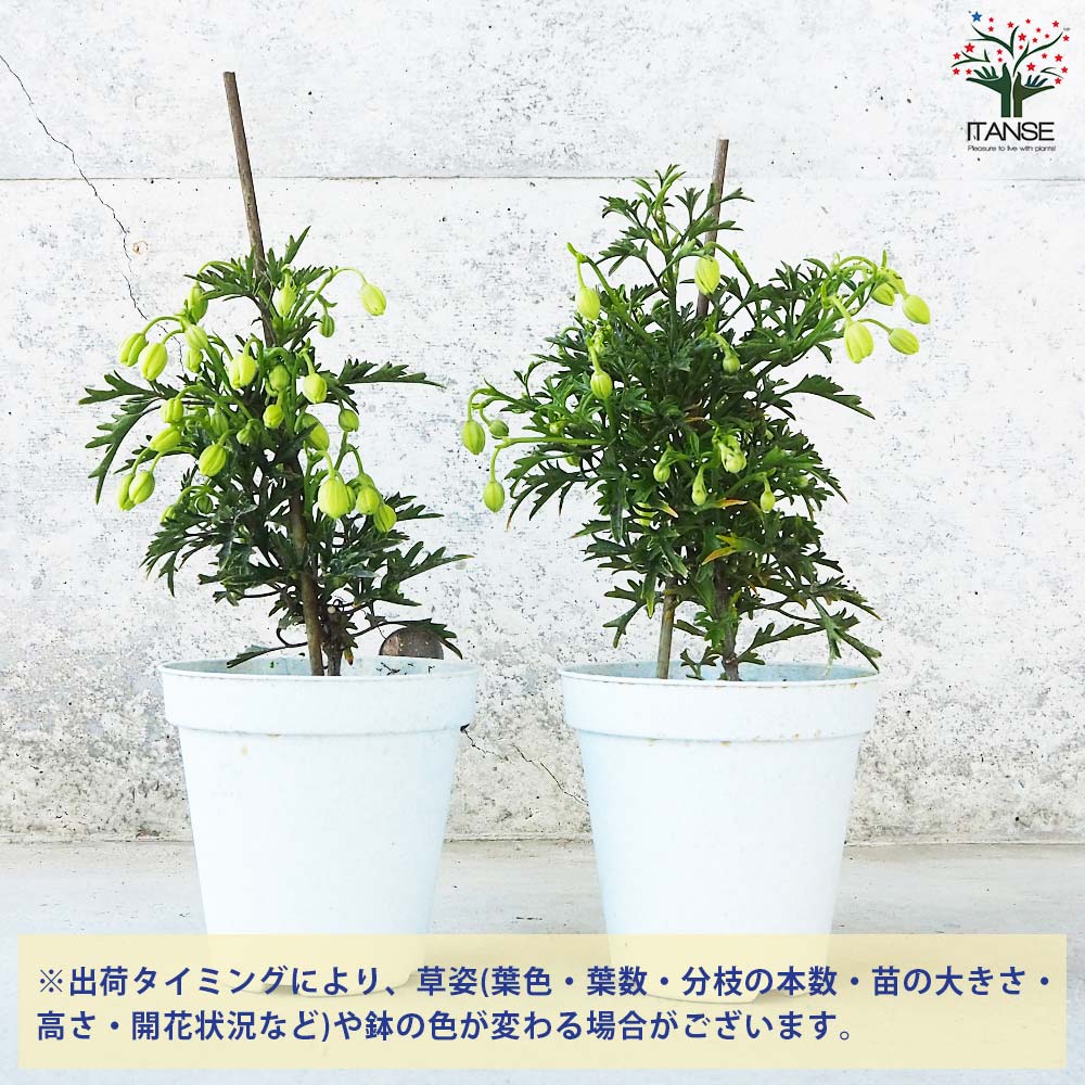 クレマチス カートマニージョー【花苗 3.5号ポット】｜ 【植物のITANSE】全品送料無料・即出荷!