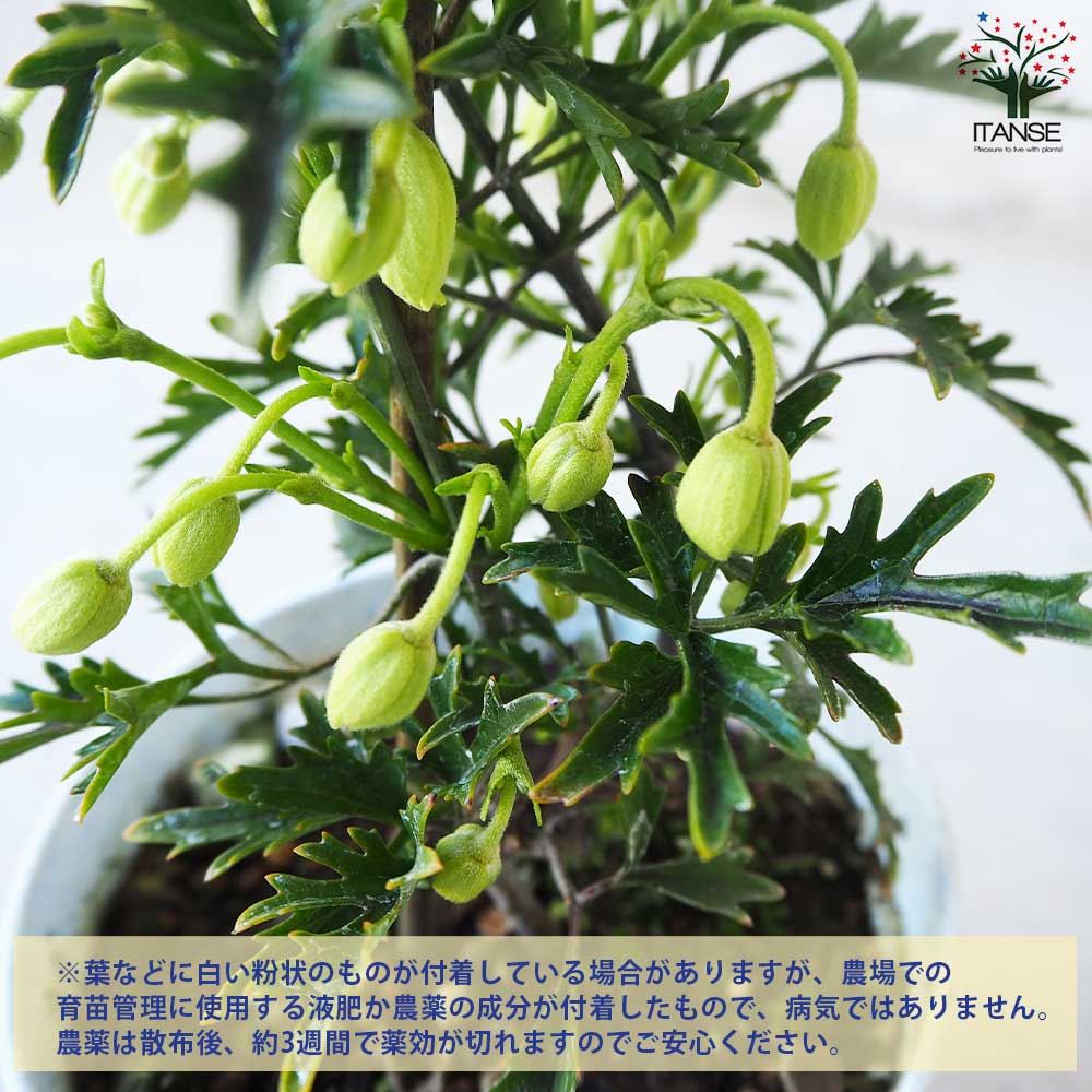 クレマチス カートマニージョー【花苗 3.5号ポット】｜ 【植物のITANSE】全品送料無料・即出荷!