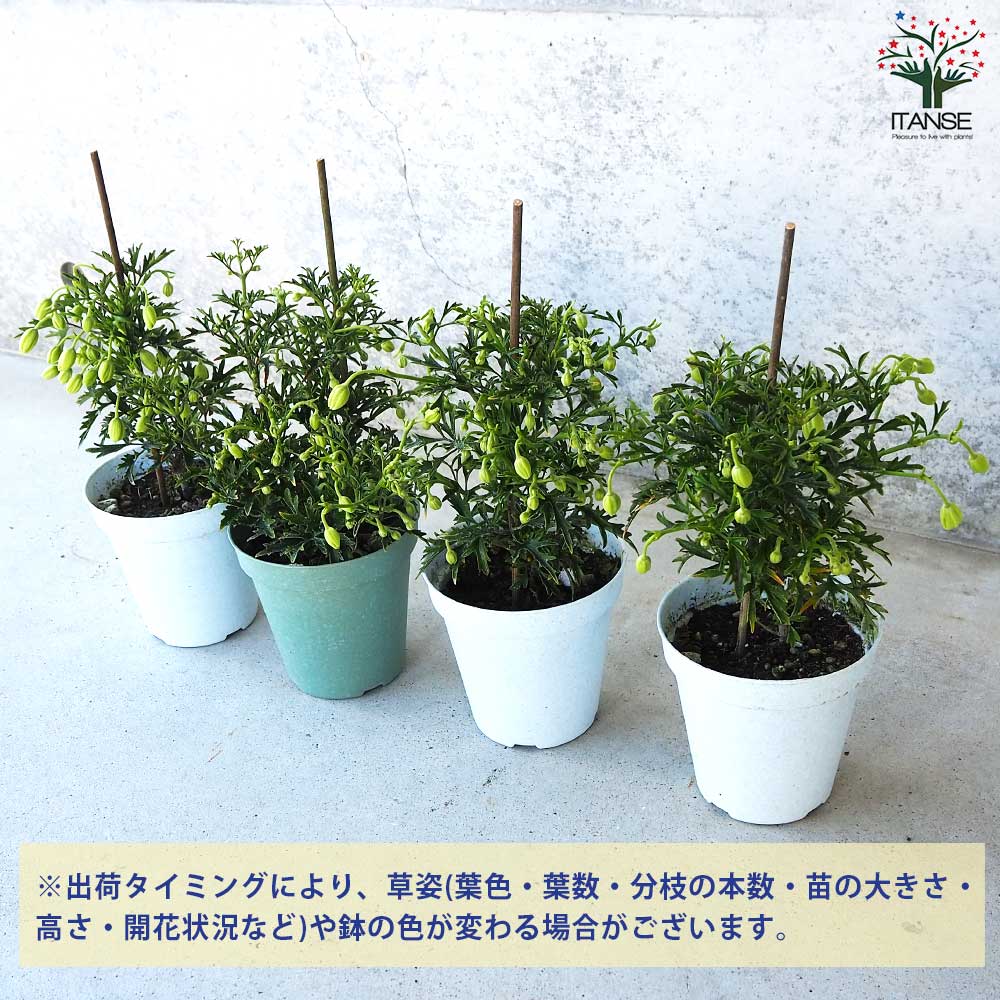 クレマチス カートマニージョー【花苗 3.5号ポット】｜ 【植物のITANSE】全品送料無料・即出荷!