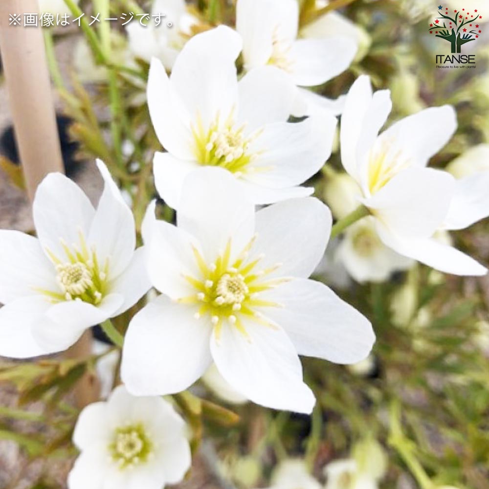 クレマチス カートマニージョー【花苗 3.5号ポット】｜ 【植物のITANSE】全品送料無料・即出荷!