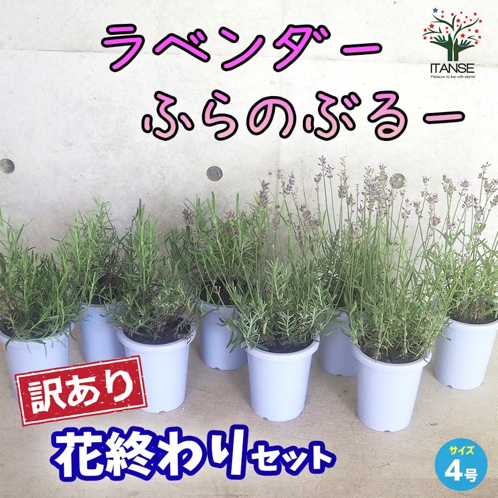花終わり 訳あり ラベンダー ふらのブルー2個～【花苗 4号鉢】｜ 【植物のITANSE】全品送料無料・即出荷!