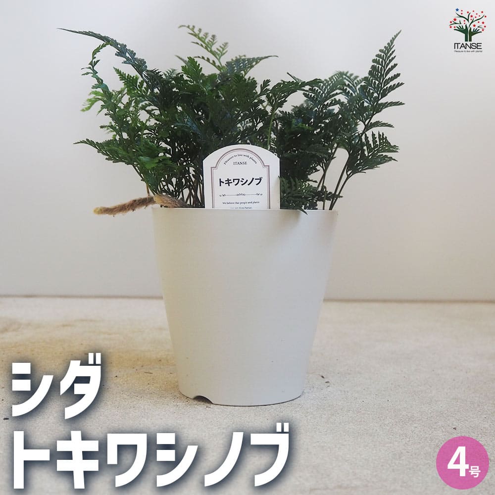 シダ トキワシノブ 【観葉植物 4号鉢】｜ 【植物のITANSE】全品送料無料・即出荷!