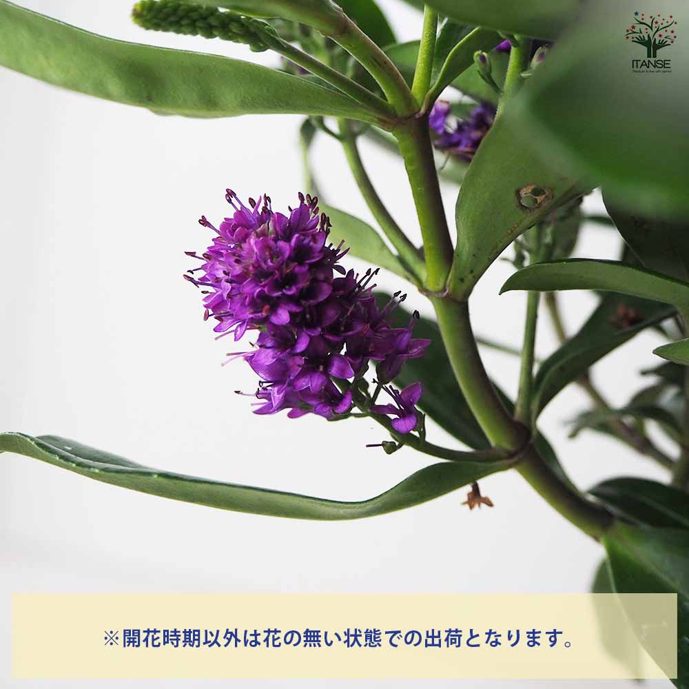 ヘーベ 花色MIX見計い 【花木苗 4号鉢】｜ 【植物のITANSE】全品送料無料・即出荷!