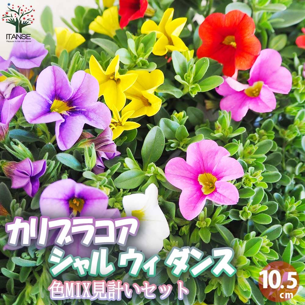 カリブラコア シャル・ウィ・ダンス色MIX見計らい3個～【花苗 10.5cmポット】｜ 【植物のITANSE】全品送料無料・即出荷!