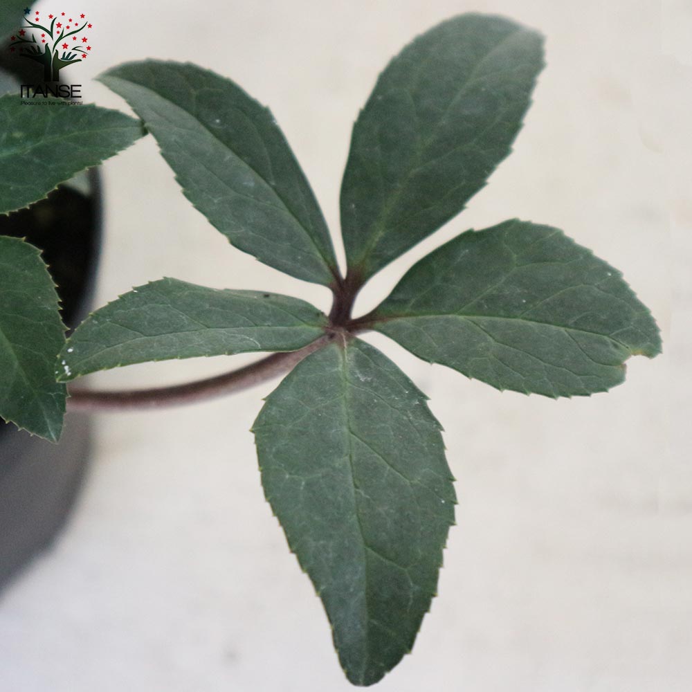 クリスマスローズ HGC マホガニースノー【花苗 6号ポット苗／1個売り】｜ 【植物のITANSE】全品送料無料・即出荷!