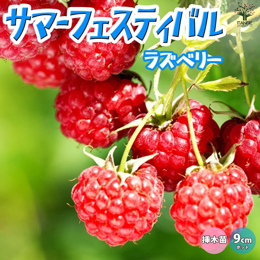 ラズベリーの苗木 サマーフェスティバル【果樹苗 1年生 挿木苗9cmポット】｜ 【植物のITANSE】全品送料無料・即出荷!