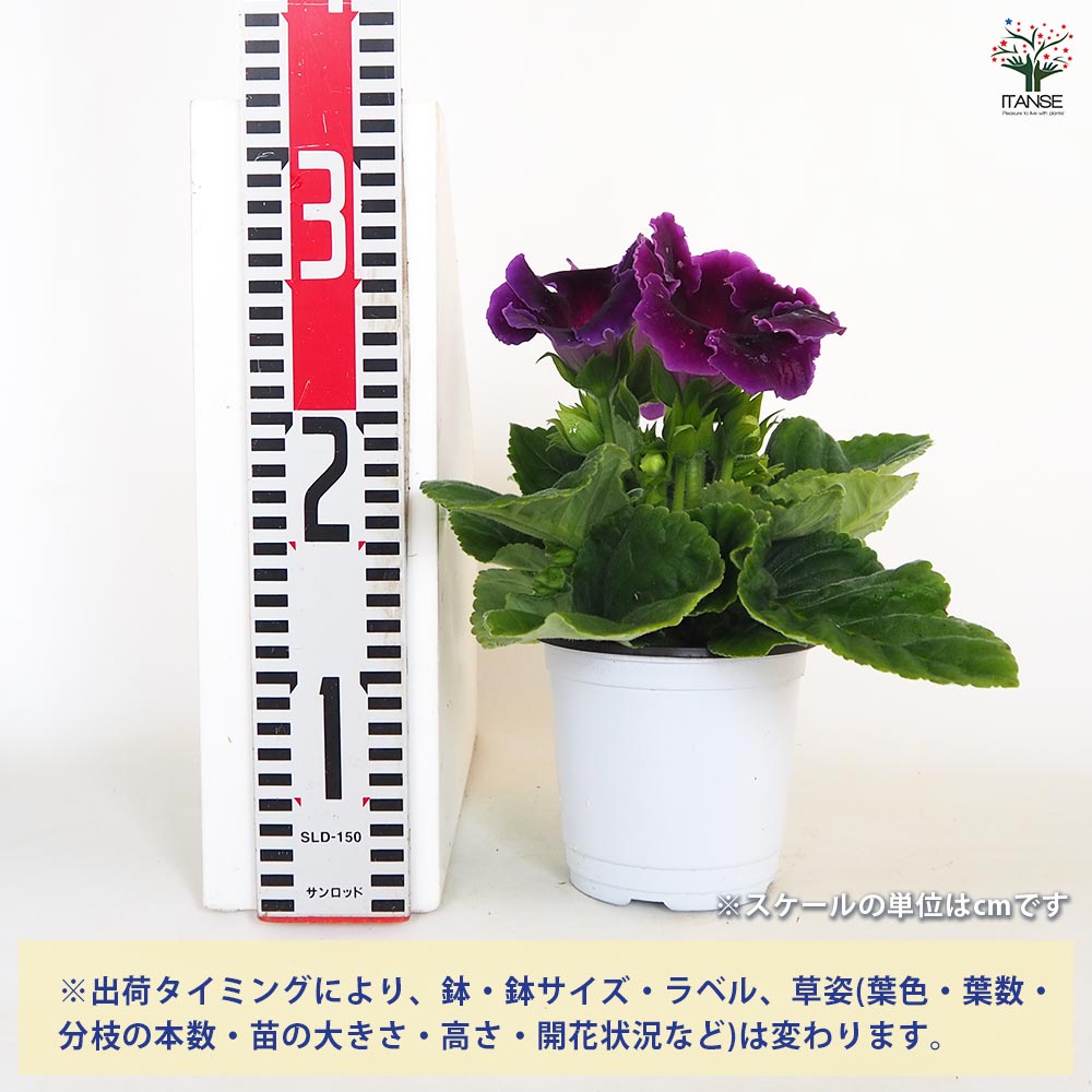 グロキシニア 花色MIX見計らい 【花苗 4号】｜ 【植物のITANSE】全品送料無料・即出荷!