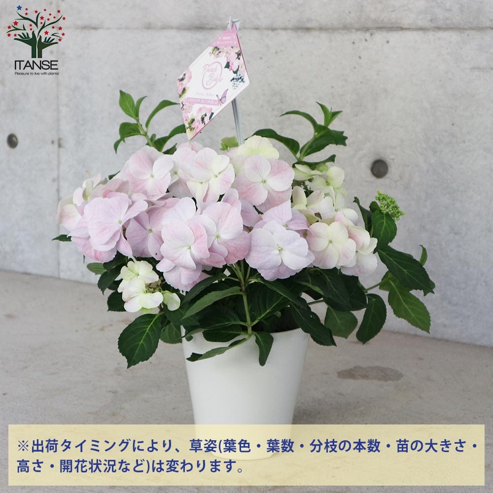 アジサイ フレンチボレロ 【花木苗 5号／1個売り】｜ 【植物のITANSE】全品送料無料・即出荷!
