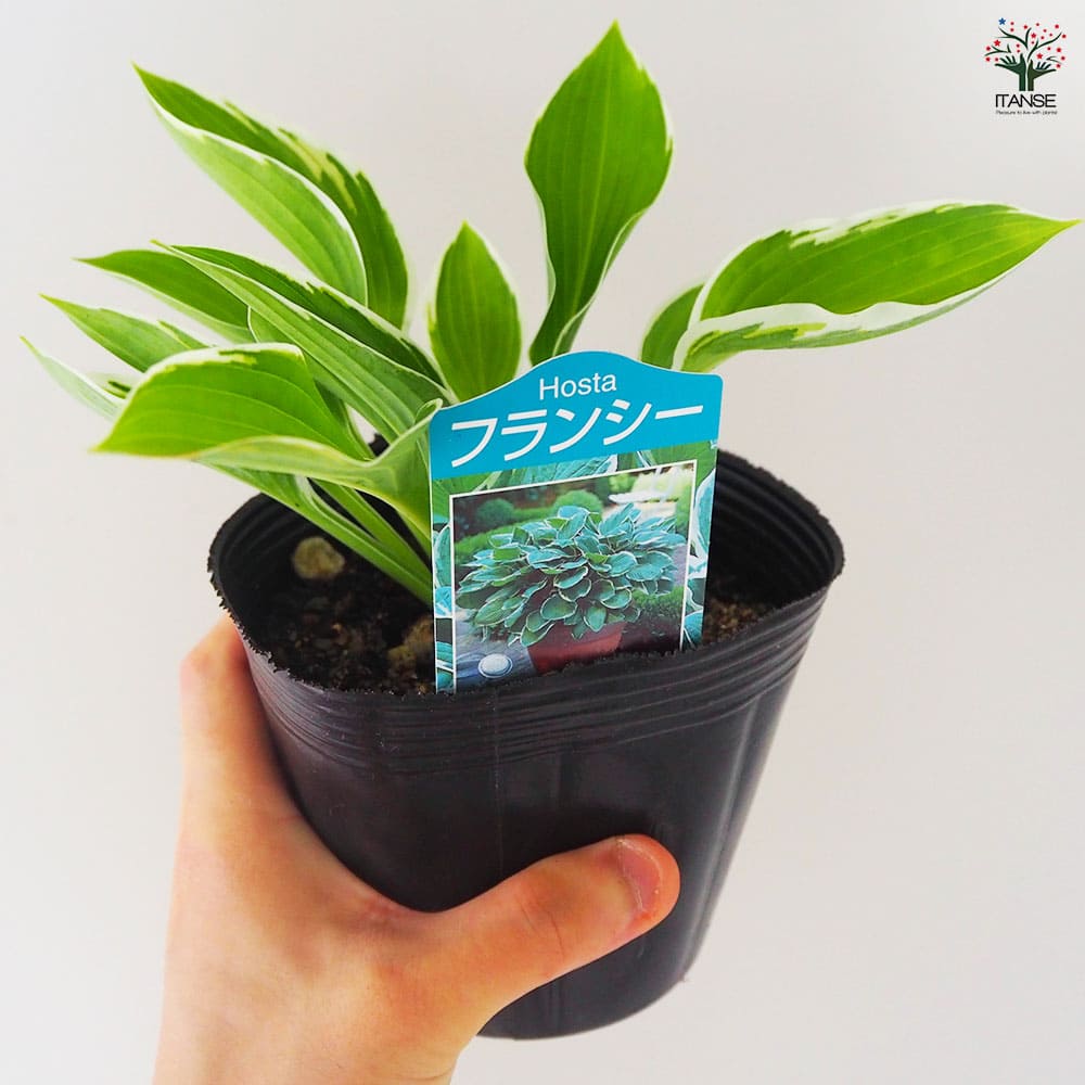 ホスタ フランシー 【花苗 3.5号ポット／1個売り】｜ 【植物のITANSE】全品送料無料・即出荷!