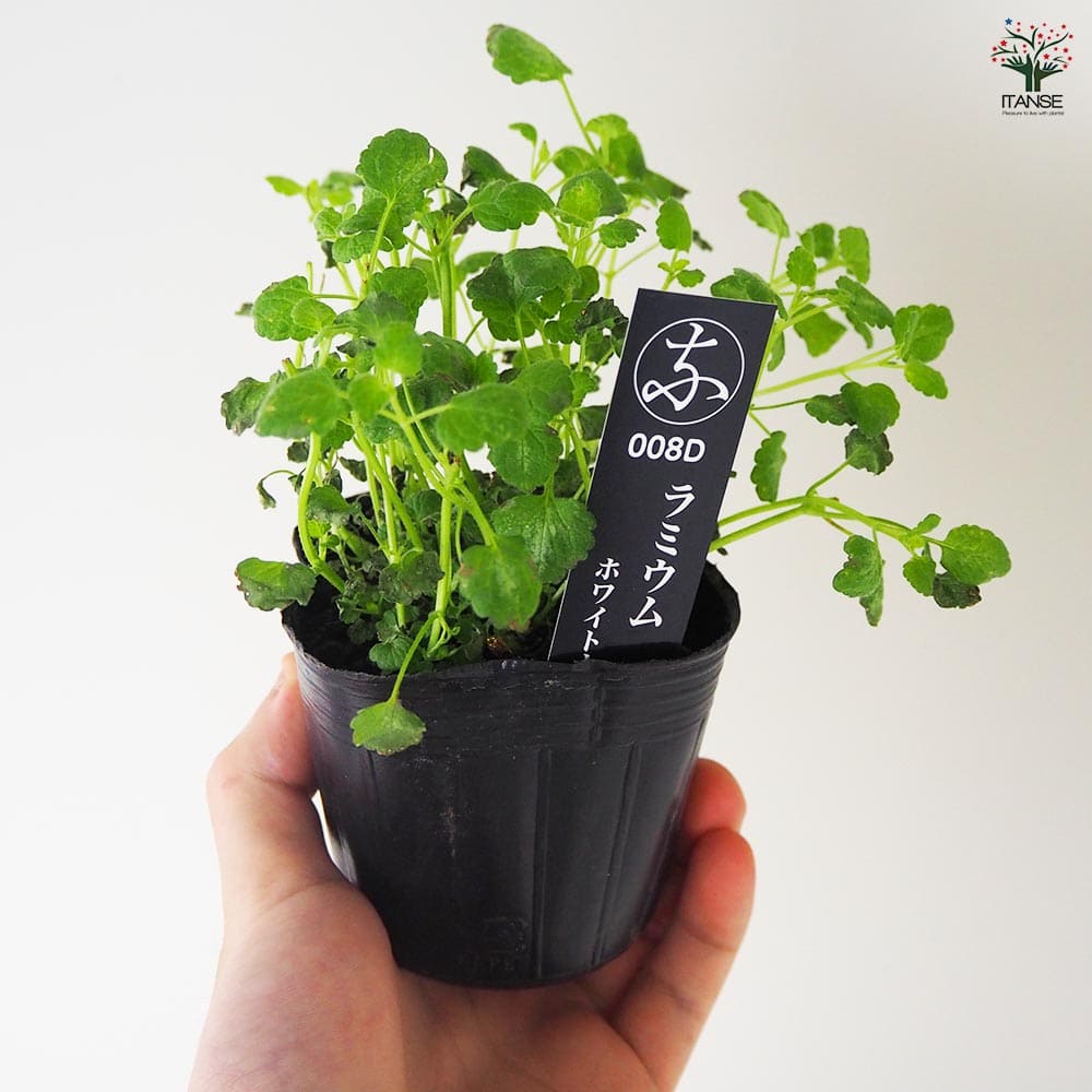 ラミウム ホワイトナンシー 【花苗 3号ポット】｜ 【植物のITANSE】全品送料無料・即出荷!