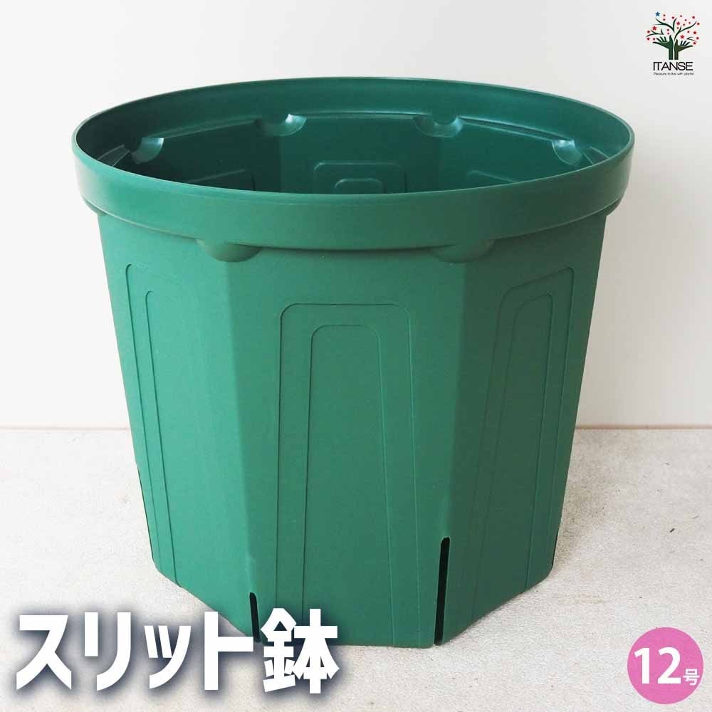 スリット鉢 【プラ鉢 12号】｜ 【植物のITANSE】全品送料無料・即出荷!