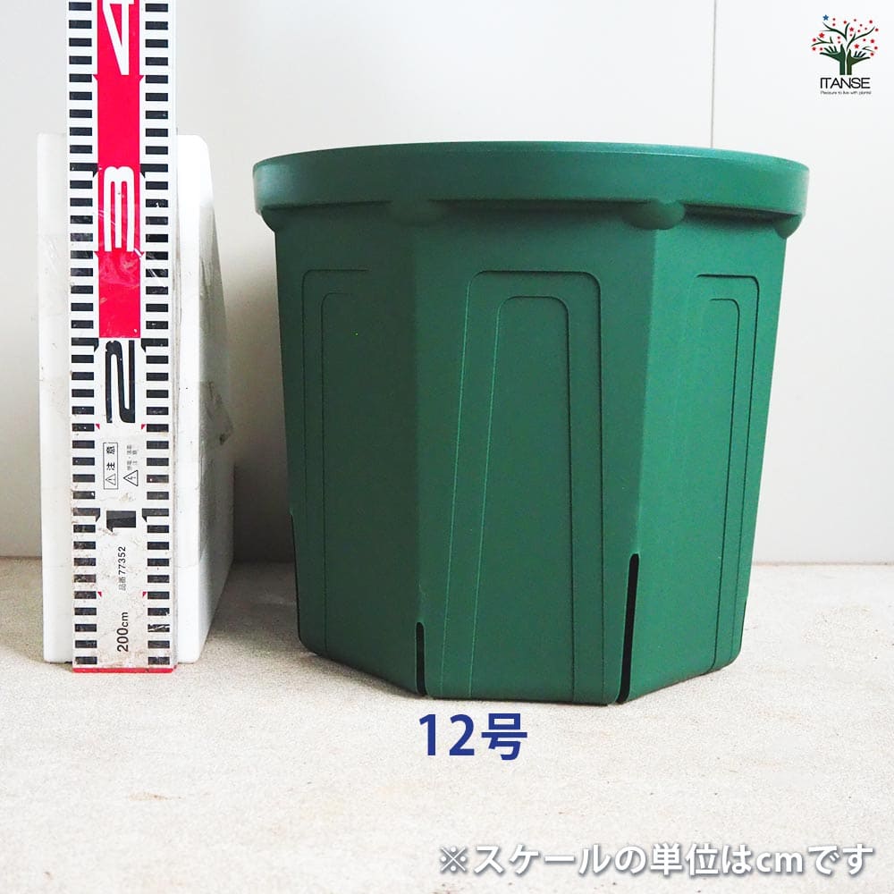 スリット鉢 【プラ鉢 12号】｜ 【植物のITANSE】全品送料無料・即出荷!