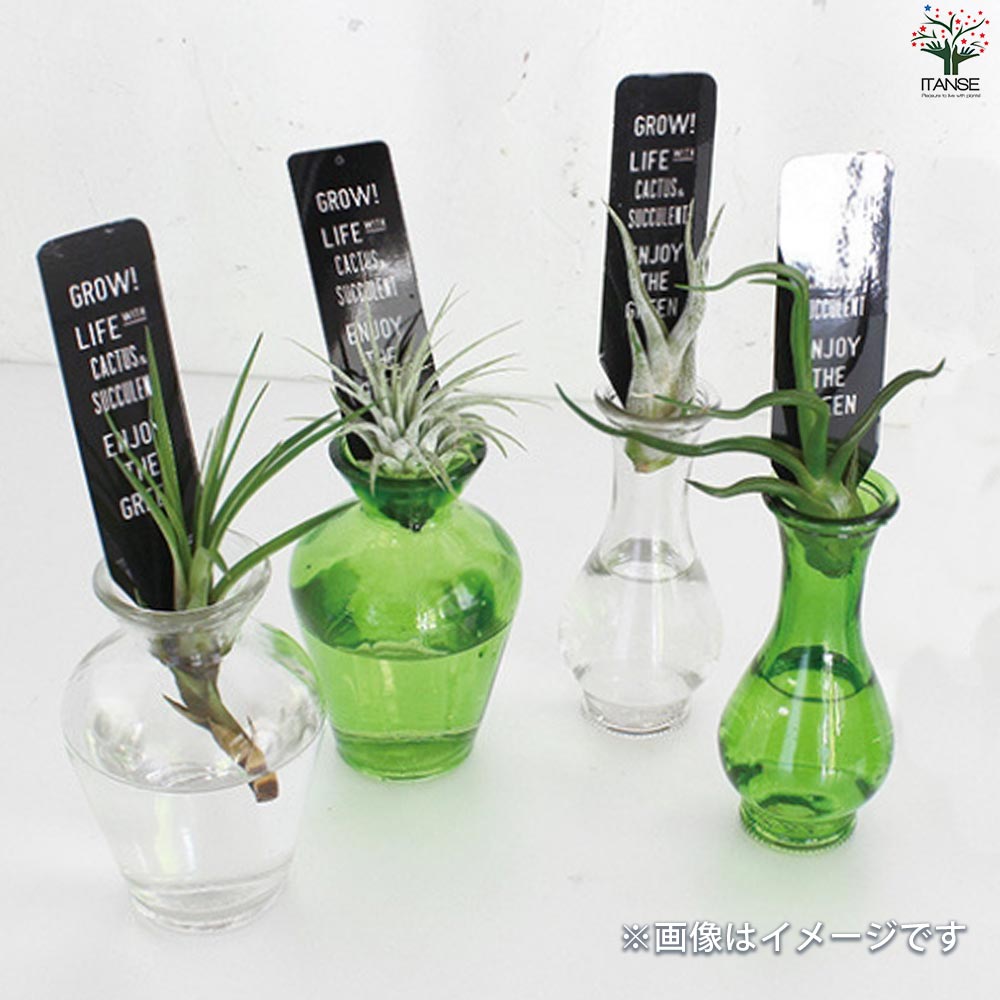 小さなガラス花瓶 タイニーフラワーベース Lサイズ(No.3) 色：クリア・グリーン各2個【資材／お買い得4個セット】｜ 【植物のITANSE】全品送料無料・即出荷!