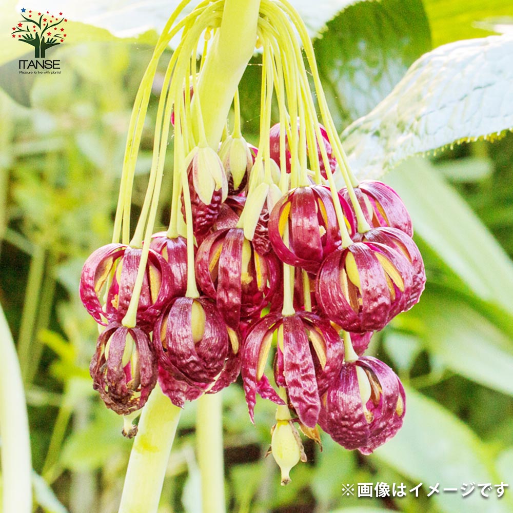 中国 八角連(ハッカクレン)【花苗 3.5号ポット】｜ 【植物のITANSE】全品送料無料・即出荷!