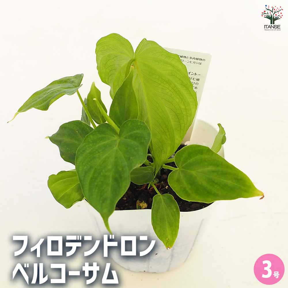 フィロデンドロン ベルコーサム 【観葉植物 3号】｜ 【植物のITANSE】全品送料無料・即出荷!