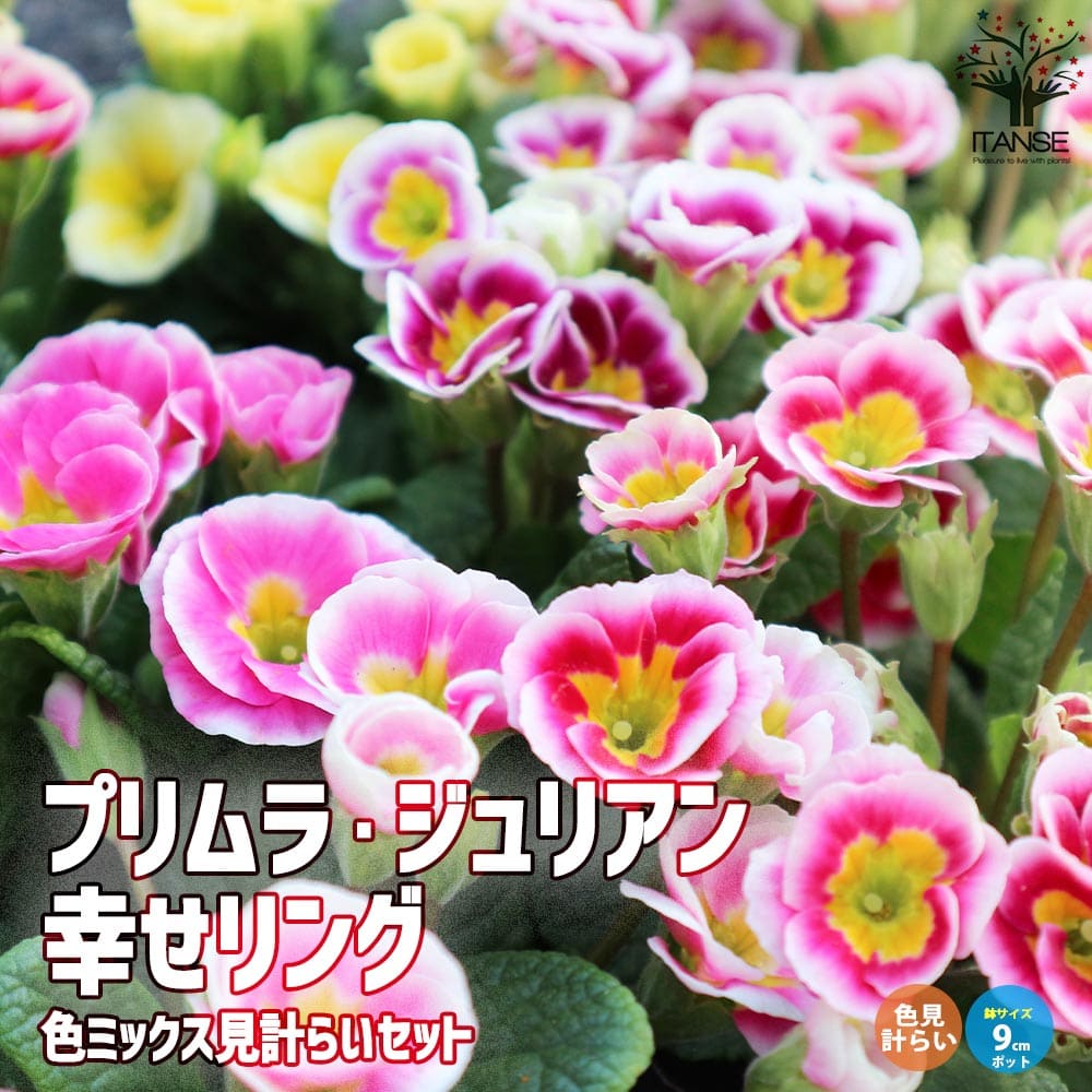 プリムラ・ジュリアン 幸せリング2個～【花苗 9cmポット苗 色MIX】｜ 【植物のITANSE】全品送料無料・即出荷!