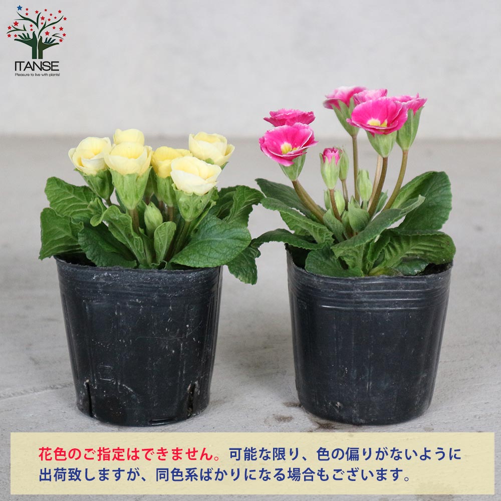 プリムラ・ジュリアン 幸せリング2個～【花苗 9cmポット苗 色MIX】｜ 【植物のITANSE】全品送料無料・即出荷!