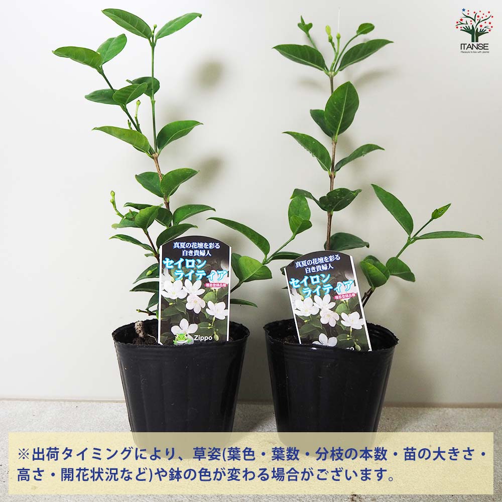 セイロンライティア 【花木苗 3号ポット】｜ 【植物のITANSE】全品送料無料・即出荷!