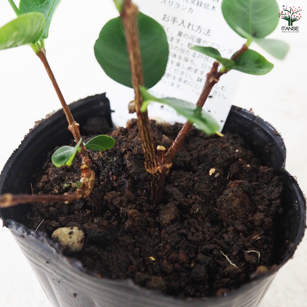 セイロンライティア 【花木苗 3号ポット】｜ 【植物のITANSE】全品送料無料・即出荷!
