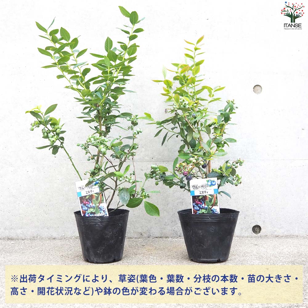 ブルーベリー ミスティー【果樹の苗木 15cmポット 挿し木苗／1個売り】｜ 【植物のITANSE】全品送料無料・即出荷!