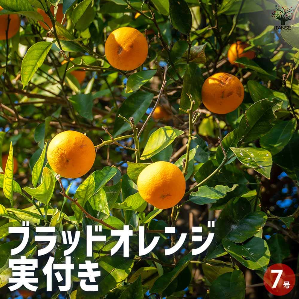 ブラッドオレンジ タロッコ 【果樹の苗木 7号／1個売り】｜ 【植物のITANSE】全品送料無料・即出荷!