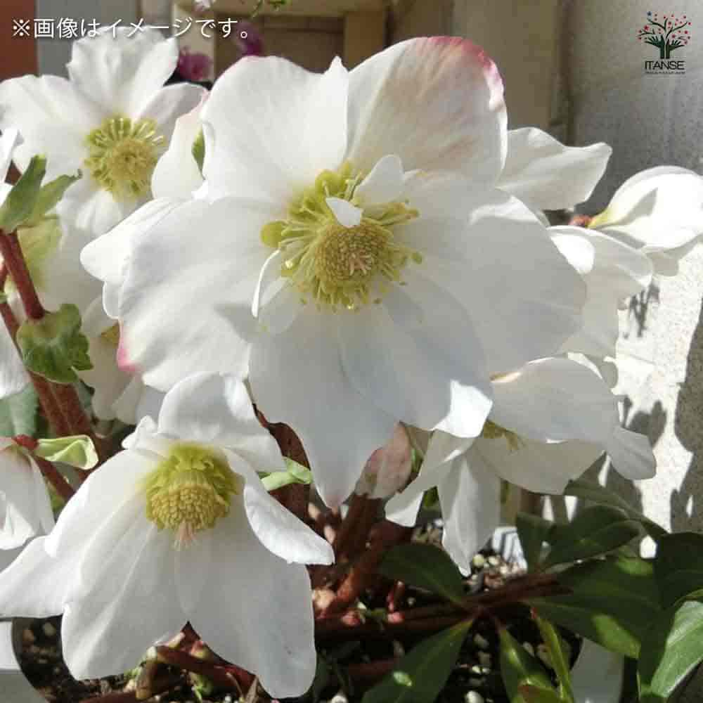 クリスマスローズ パウロ 白鉢 【花苗 4.5号鉢／1個売り】｜ 【植物のITANSE】全品送料無料・即出荷!