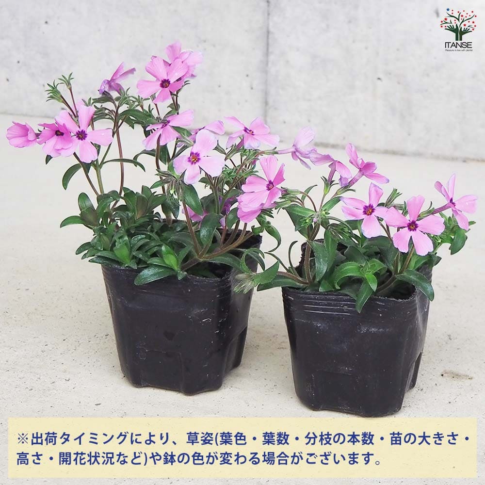 フロックス ウッドランダー ローズ 3個【花苗 9cm】｜ 【植物のITANSE】全品送料無料・即出荷!