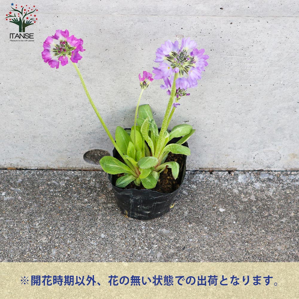 プリムラ デンティキュラータ(玉咲きサクラソウ)【花苗 色MIX見計らい3号ポット】｜ 【植物のITANSE】全品送料無料・即出荷!