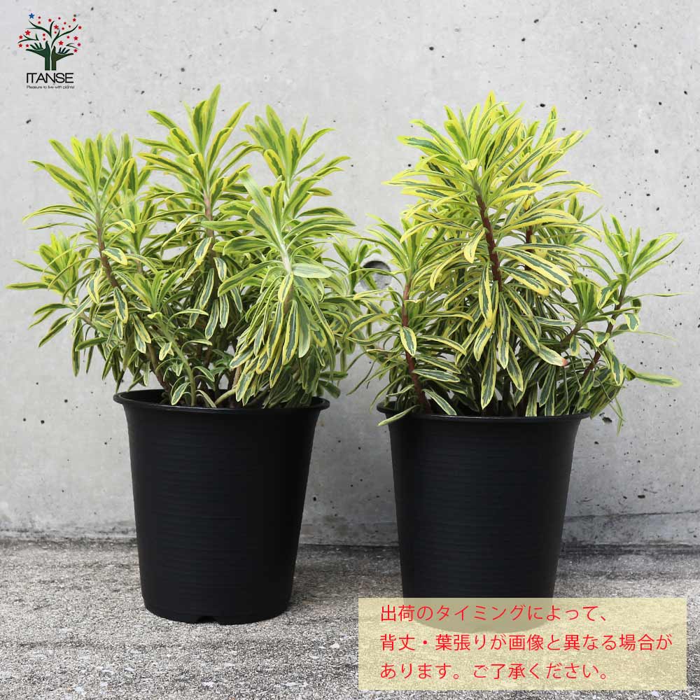 ユーフォルビア アスコットレインボー 多年草【花苗 5号ポット／1個売り】｜ 【植物のITANSE】全品送料無料・即出荷!