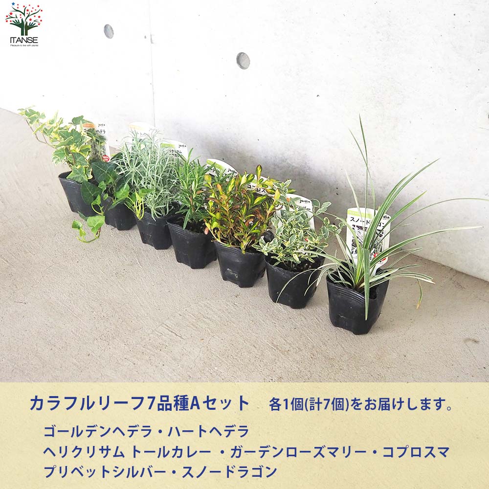1年中楽しめて手間いらず！カラフルリーフAセット 7品種各1個【花苗 9cmポット／お買い得7個セット】｜ 【植物のITANSE】全品送料無料・即出荷!
