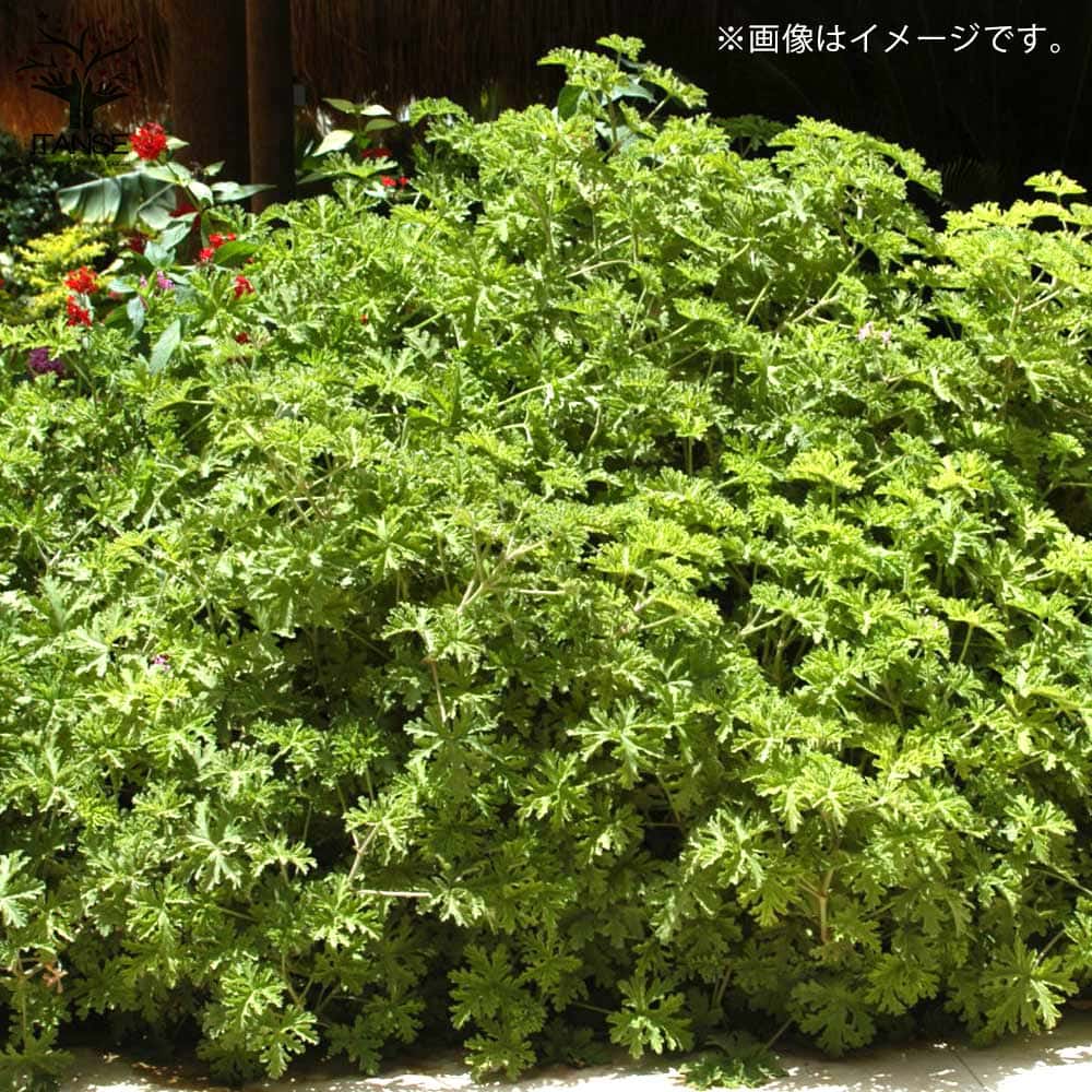 蚊よらず＆モスキートバスター(ハーブ・ゼラニウム 蚊連草) 2個～【ハーブの苗 9cmポット】｜ 【植物のITANSE】全品送料無料・即出荷!