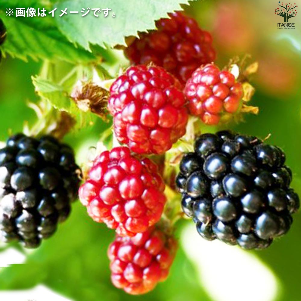 ブラックベリーの苗木 ブラックサテン【果樹の苗 12cmポット 1年生 挿し木苗／1個売り】｜ 【植物のITANSE】全品送料無料・即出荷!