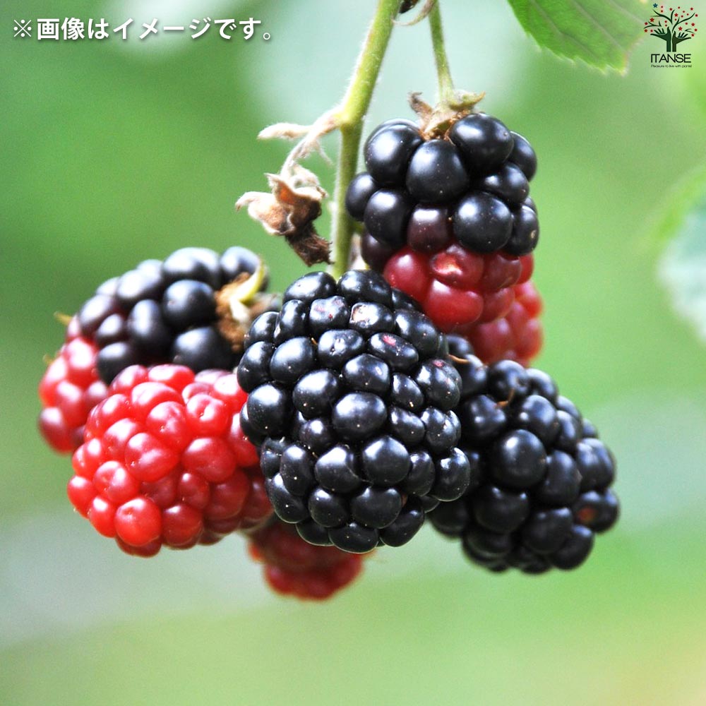 ブラックベリーの苗木 チェスター【果樹の苗 12cmポット 1年生 挿し木苗／1個売り】｜ 【植物のITANSE】全品送料無料・即出荷!