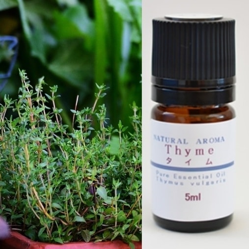 【outlet】タイム 5ml【ゆうパケットOK】 | アウトレット | 手作り石けん＆材料道具店 tecoloてころ