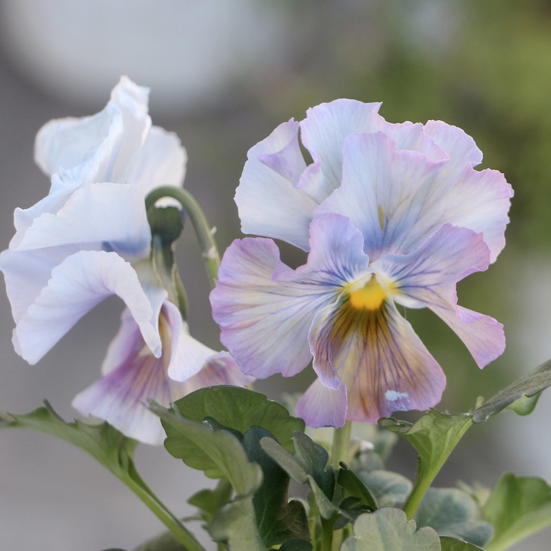 内野さん育種「Reboon」｜2024年11月下旬～12月初旬に販売出来るかな！？｜～風散歩～