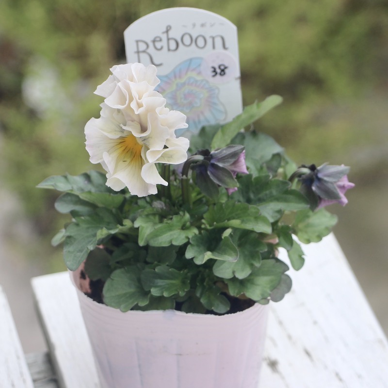 画像で花色を選べる!! 内野レン子さん育種パンジー「Reboon~リボン~」＜38＞