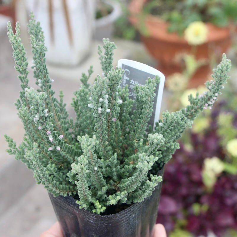 色褪せずこのまま初夏まで綺麗♪ カルーナ・ガーデンガールズ「ジリー」(3号ロングポット)