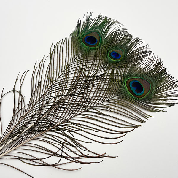 CANAL社 ピーコックアイ【CN41】