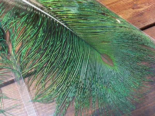 CANAL社 ピーコック･ハックル（アイ）6本 [CN166]