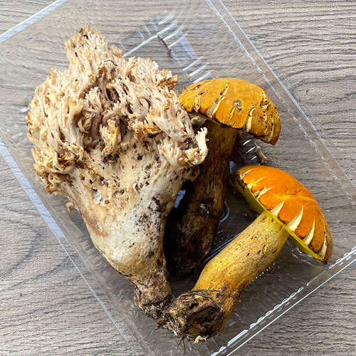 限定1個！24日採取 【訳あり品】ほうき茸白+アカヤマドリ 360g