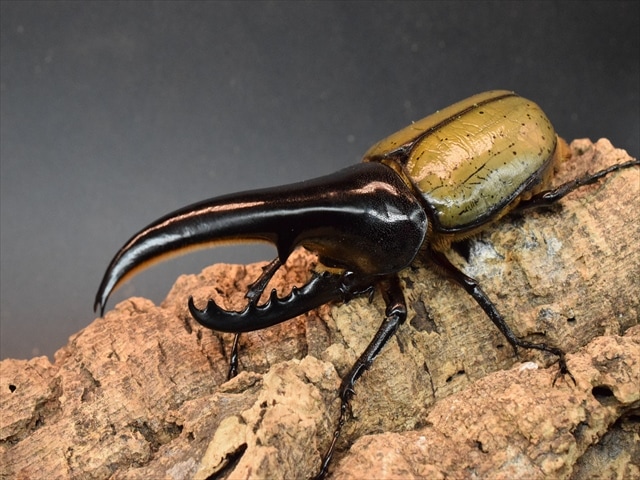 【極太美形】DHヘラクレス136mmペア | 外国産カブトムシ 成虫 | 極