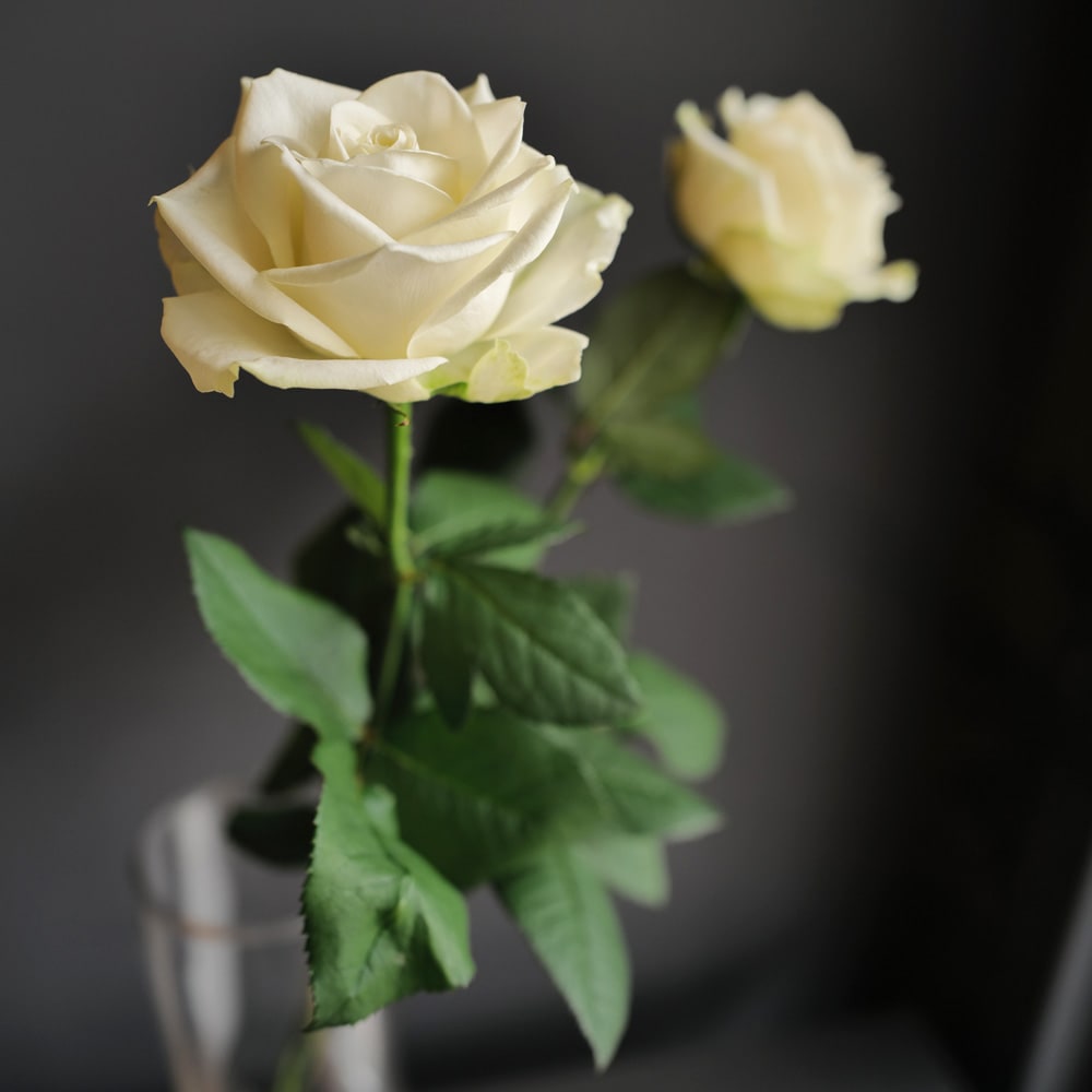 白いバラ（ラメなし） 本数指定 | バラ・生花,白いバラ,本数指定 | ROSESHOP 青いバラ、レインボーローズの専門店