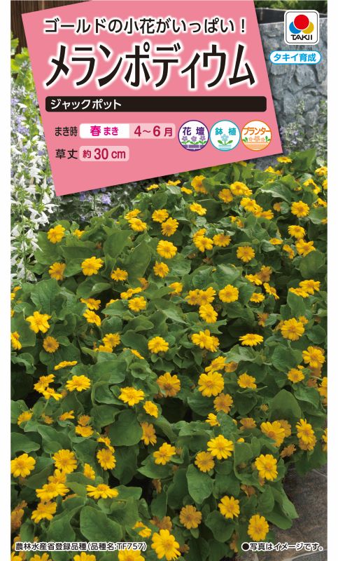 タキイ NL300 メランポディウム ジャックポット 小袋[FML125]【取り寄せ注文】※春のみ商品【2026年春種予約商品】 | 小林種苗公式通販