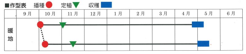 日本農林社 キャベツ種子 NNS-C-91【取り寄せ注文】※品薄の為按分の可能性あり | 葉菜類,キャベツ | | 小林種苗株式会社