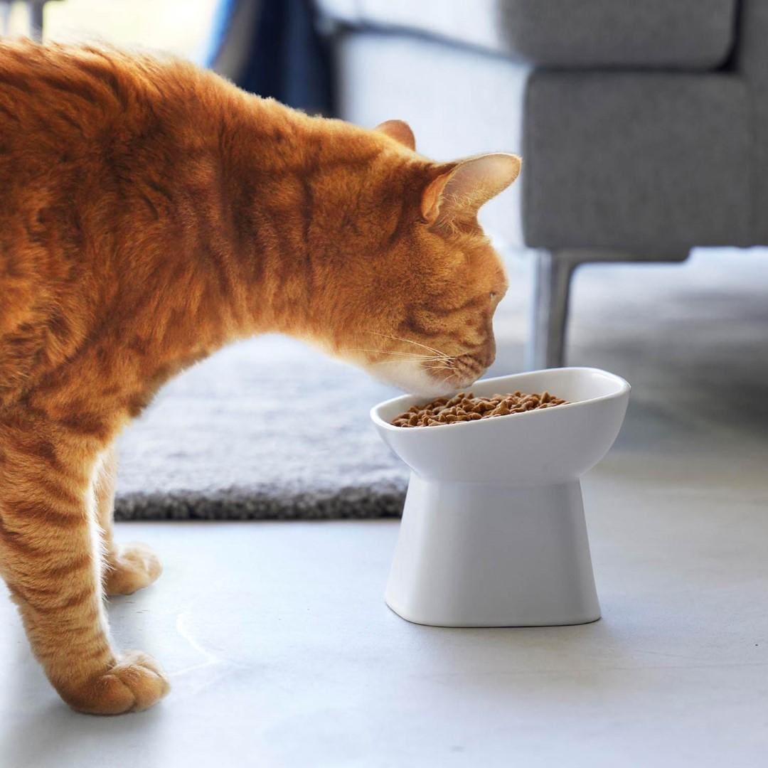 【tower】 食べやすい高さ陶器ペットフードボウル 斜めトール｜リビング用品,ペット用品｜kurasso（クラッソ）